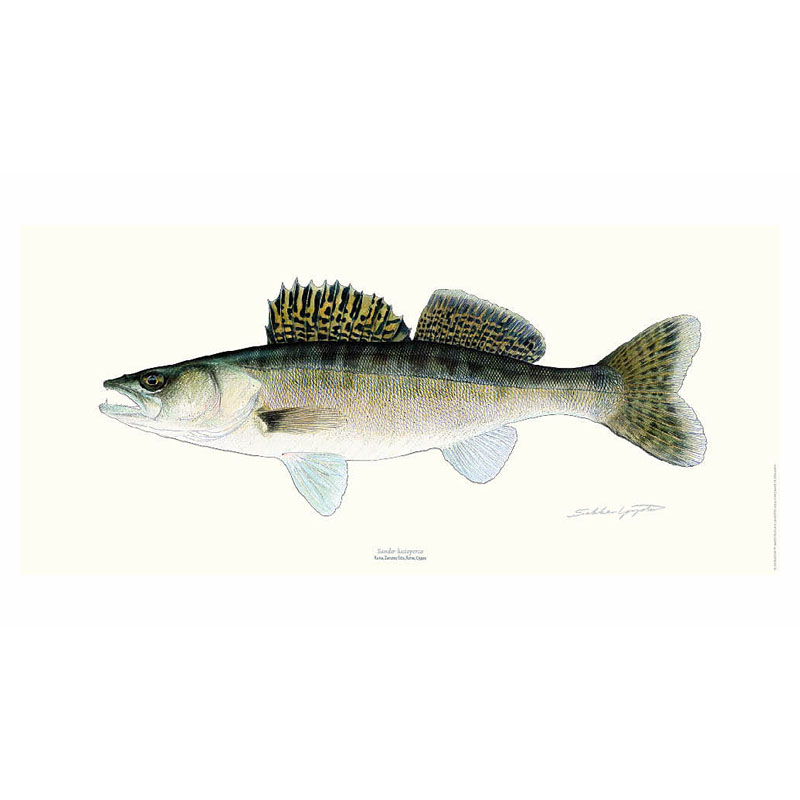 Poster Zander 23x50cm | Sportfishtackle.com