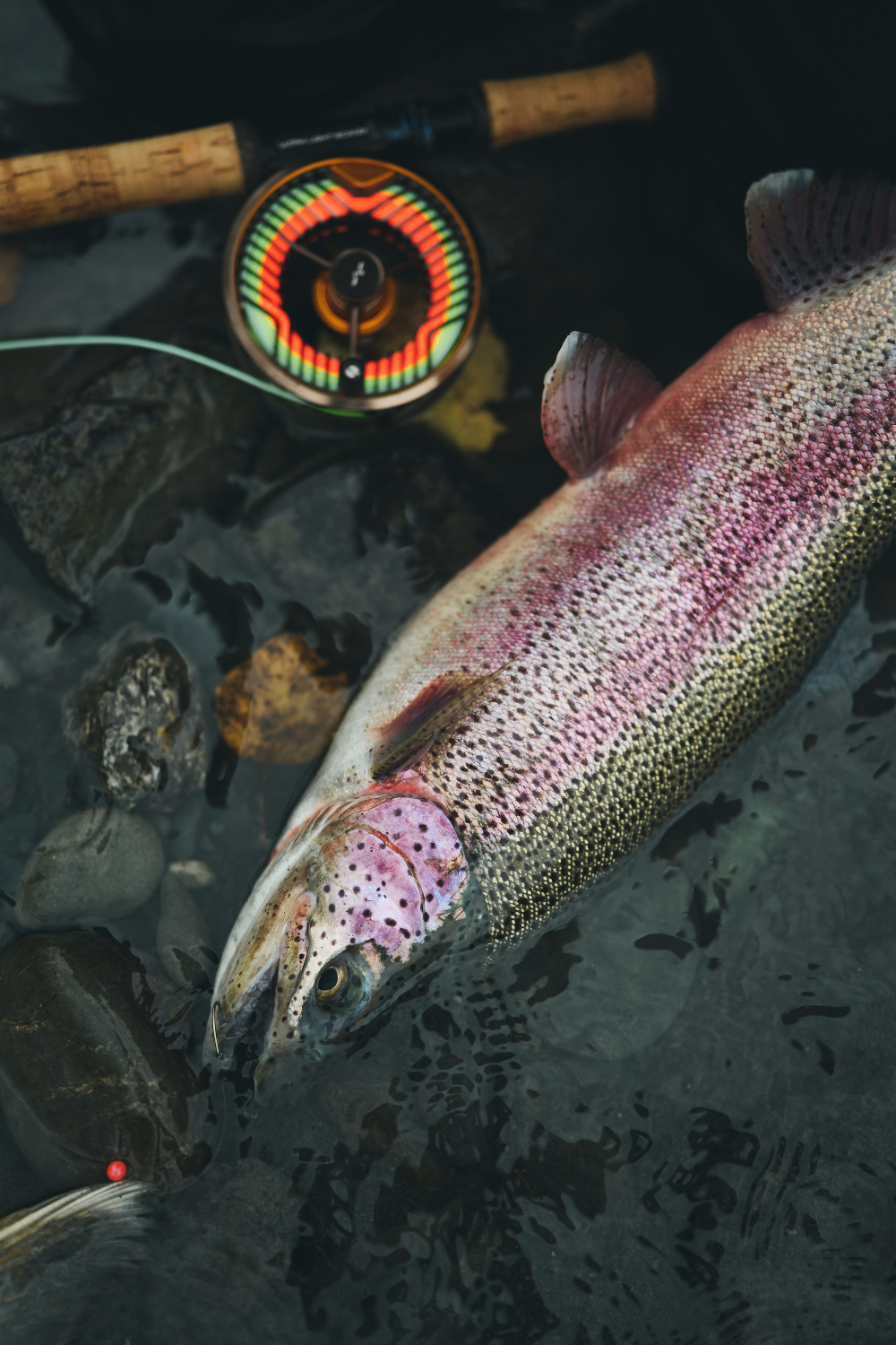 Guideline AURA Bronze | Sportfishtackle.com